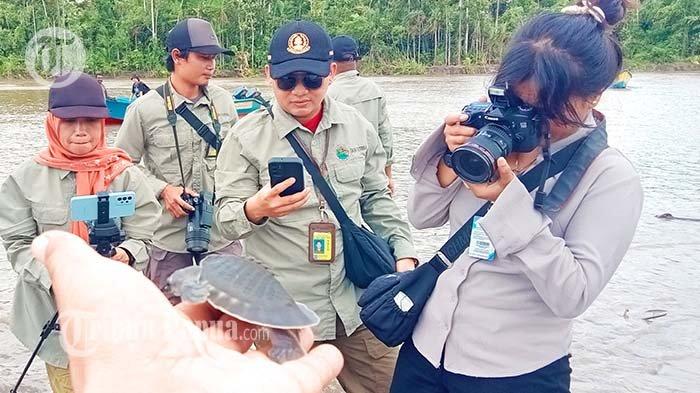 Pentingnya Menjaga dan Melestarikan Kura-kura Moncong Babi, Hewan ...