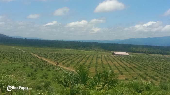 Kisah Buruh Sawit di Pedalaman Jayapura: Sulit Diangkat Jadi Pegawai ...