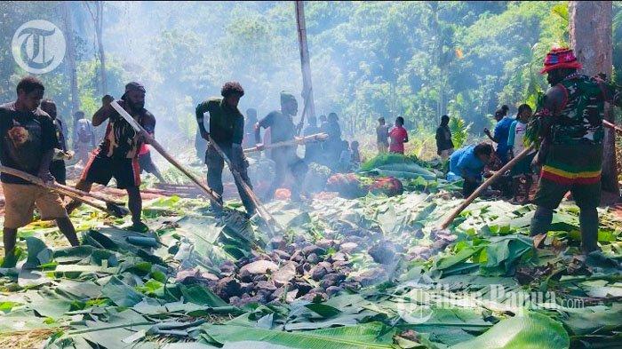 Mengintip Prosesi Bakar Batu Masyarakat Papua di Jayapura - Tribun ...