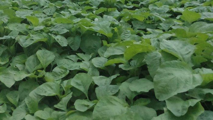 Petani Lebih Memilih Menanam Bayam Hijau Dibanding Merah, Ini Alasannya ...