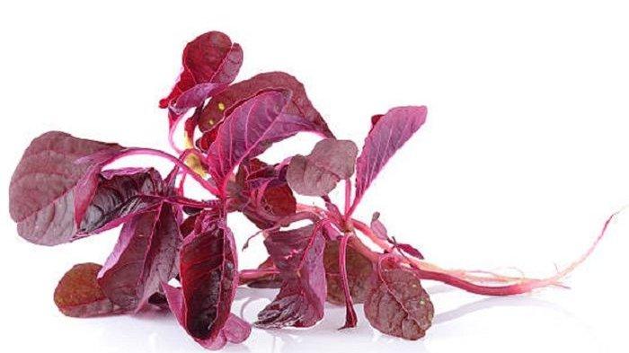 Ini Asal Usul Bayam Merah - Tribun-papua.com