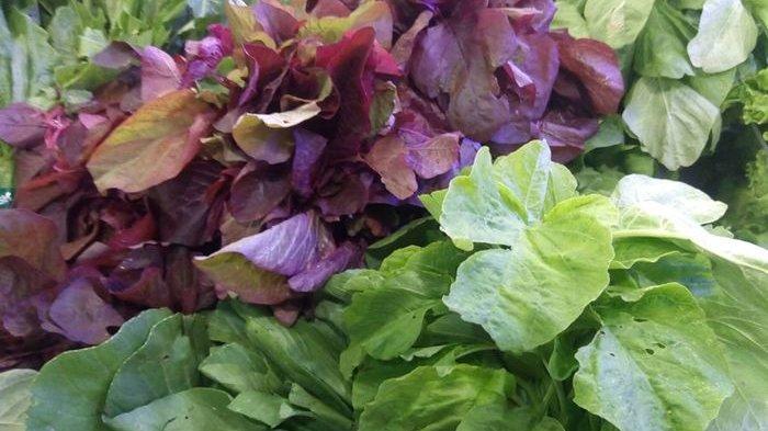 Perbedaan Bayam Merah dengan Bayam Batik - Tribun-papua.com