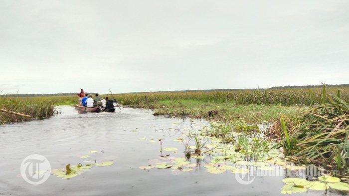 Pesona Taman Nasional Wasur di Merauke Papua, Satu-satunya Ramsar Site ...