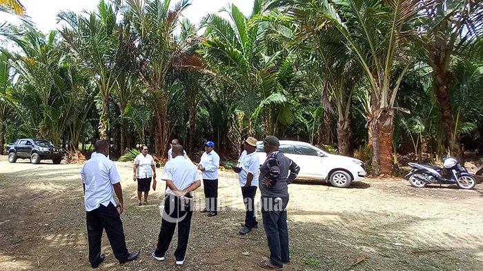 Kunjungan Presiden Jokowi ke Jayapura, 10 Hektare Lahan Sagu Disiapkan ...