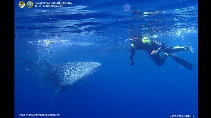 Wisata Papua: 6 Destinasi Wisata Alam di Nabire yang Menarik untuk ...