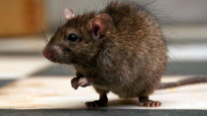 Viral Video Tikus Besar Terjebak di Freezer Makanan Supermarket di ...