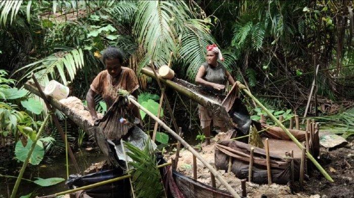 Menengok Tradisi Pengelolaan Hutan Sagu Papua di Pinggiran Danau ...