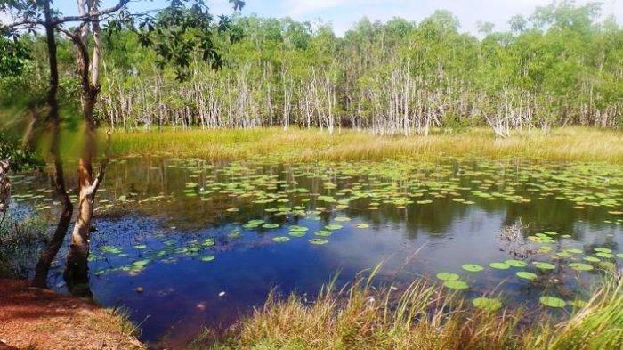 Wisata Papua: Melihat Pesona Keanekaragaman Hayati di Taman Nasional ...