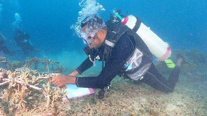 PS2KP Rehabilitasi Terumbu Karang di Pantai Harlem Pakai Metode Spider ...