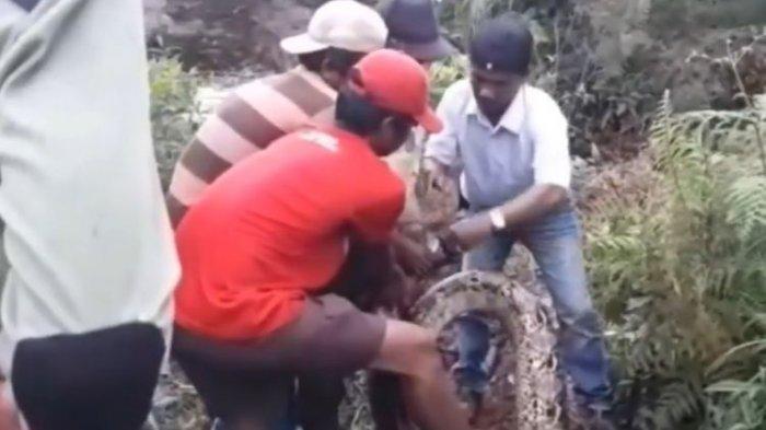 Viral Video Ular Piton 7 Meter Seberat 200 Kilogram Diangkut dengan ...