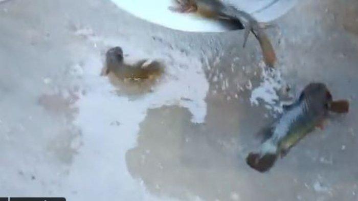 Viral Fenomena Hujan Hewan di India, Ikan-ikan Berjatuhan ke Jalanan ...