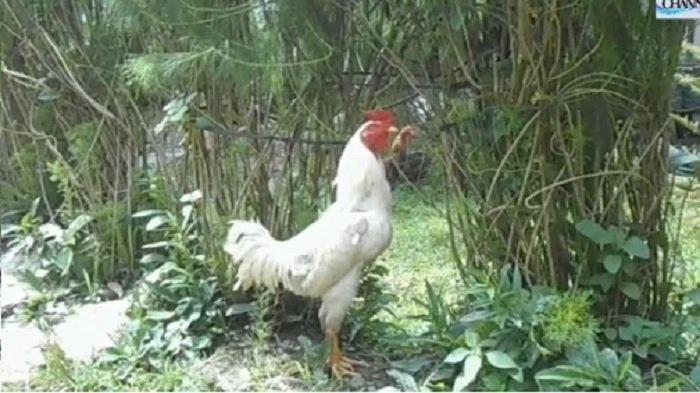 Awalnya Bau Tak Sedap, Ternyata Ada 12 Ton Daging Ayam Busuk, Ini ...