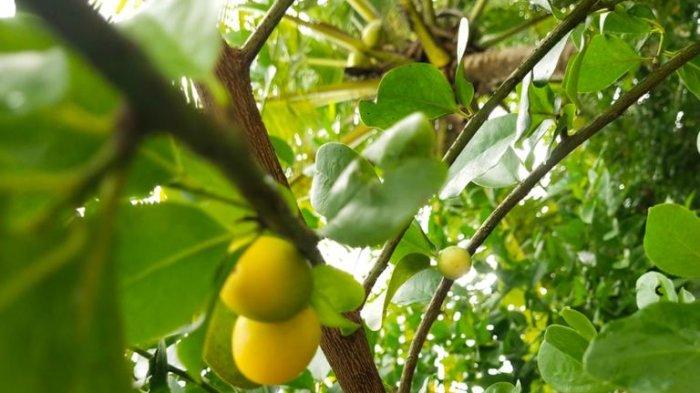 Lemon Pantai, Buah Endimik Pulau Lemon Terancam Punah ...