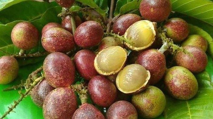 Mengenal Buah Matoa Kelapa Khas Papua Barat, Harganya Bervariasi - Tribunpapuabarat.com