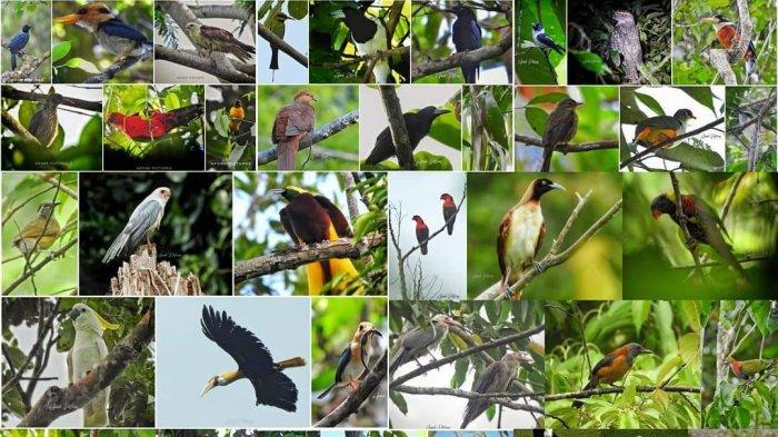 Menakjubkan, Cagar Alam Pegunungan Fakfak Papua Barat Menyimpan ...