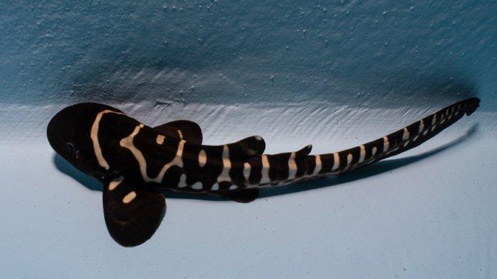 Kabar Baik, Raja Ampat Punya 2 Anakan Hiu Belimbing, Telur-telur Lain ...