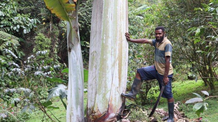 Pohon Pisang Raksasa di Papua Barat, Bisa Tumbuh Tinggi Capai 25 Meter ...