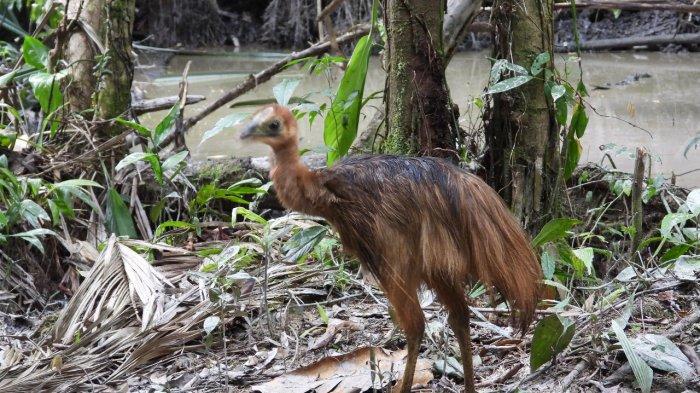 Hutan Miyoko Jadi Saksi Kepulangan Cenderawasih, Kasuari Gelambir Ganda ...
