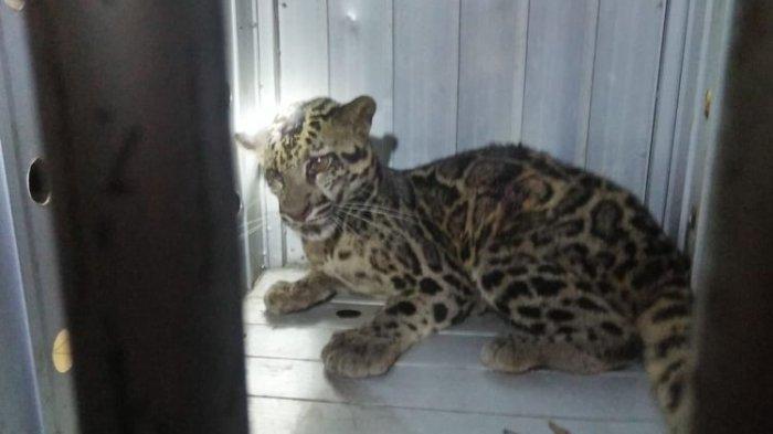 Viral Video Warga Ramai-ramai Tangkap Macan Dahan yang Lepas, Petugas ...