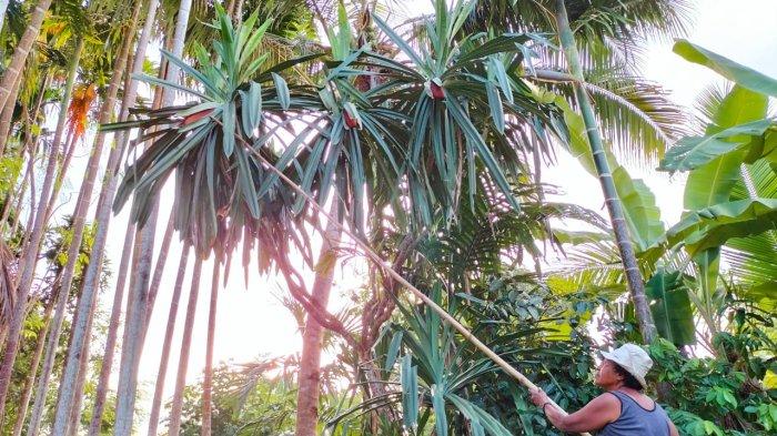 Manfaat Buah Merah Bagi Masyarakat Lokal Papua, Penangkap Malaria ...