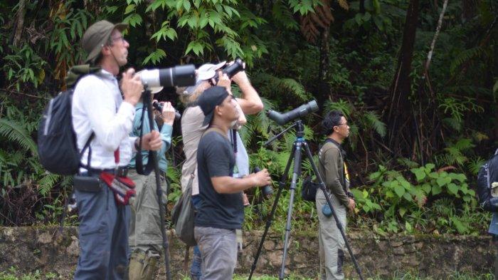 Fakfak Birding Berhasil Identifikasi Tiga Jenis Burung Cenderawasih di ...