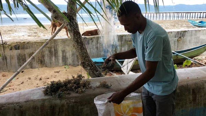 Berikut Cara Masyarakat Rumberpon Teluk Wondama Budidaya Rumput Laut ...