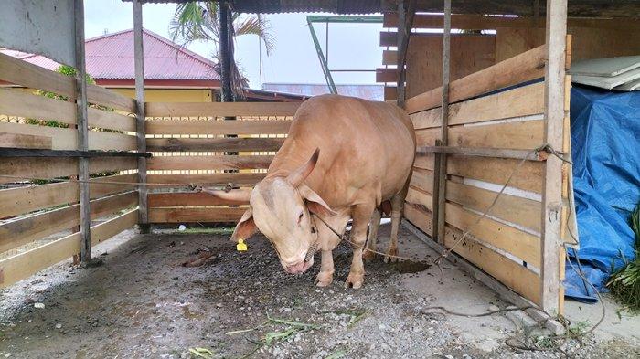 Paijo, Sapi Kurban dari Presiden Jokowi untuk Papua Barat Berbobot ...