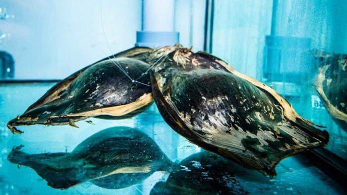 Momen Bersejarah, Begini Proses Pengiriman Telur Hiu Belimbing dari ...