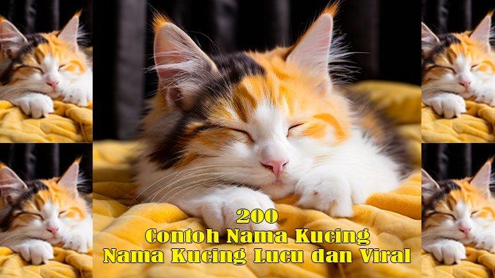 200 Contoh Nama Kucing dan Nama Kucing Lucu dan Viral 1 Kata 2 Kata 3 ...