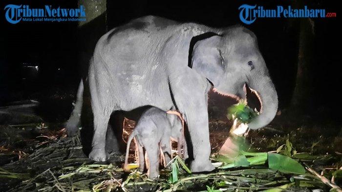 Anak Gajah Betina Lahir di PKG Sebanga Riau Jelang Idul Fitri 1445 H ...