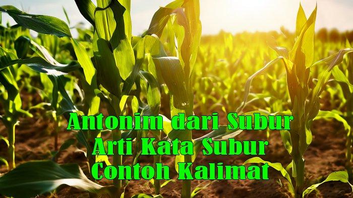 Antonim dari Subur dan Arti Kata Subur serta Contoh Kalimat ...