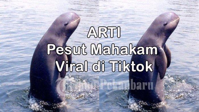 Apa Nama Lain Dari Pesut Mahakam Viral di Tiktok? Ini Arti Kata Pesut ...
