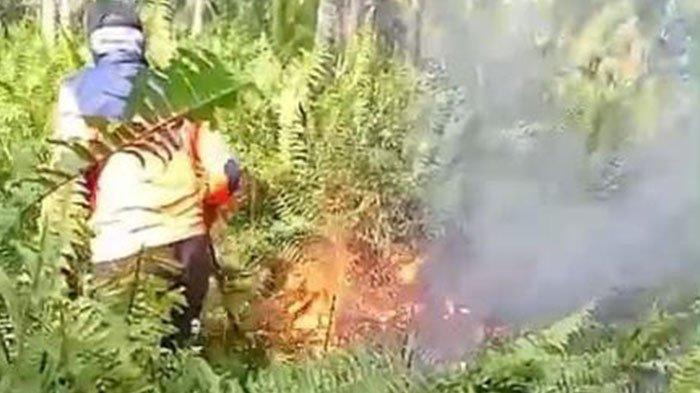 Api Bakar Kebun Sawit Desa Pulau Muda, Karhutla Muncul di Pelalawan ...