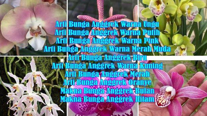 Arti Bunga Anggrek Warna Putih-Ungu-Pink atau Merah Muda-Biru-Kuning ...