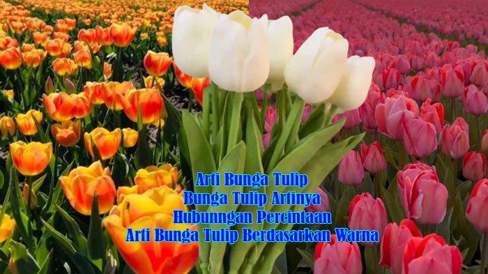 Arti Bunga Tulip dan Bunga Tulip Artinya dalam Percintaan dan ...