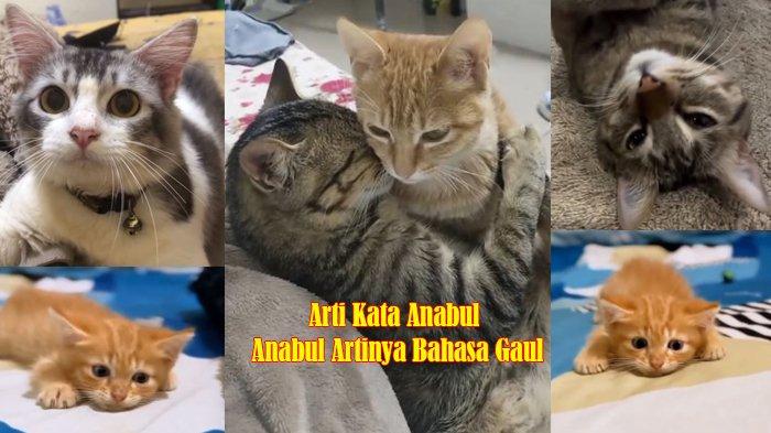 Arti Kata Anabul dan Anabul Artinya Bahasa Gaul, Pecinta Hewan Wajib ...