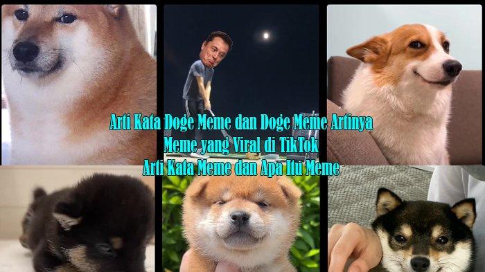 Arti Kata Doge Meme dan Doge Meme Artinya yang Viral di TikTok serta ...