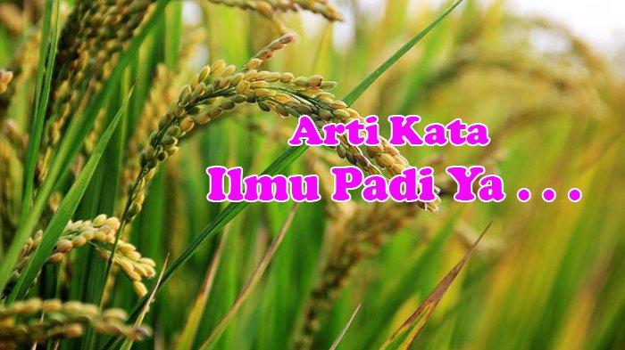 Arti Kata Ilmu Padi Ya , Makna Kata Ilmu Padi Ya bagi Seseorang yang Bijaksana - Tribunpekanbaru.com