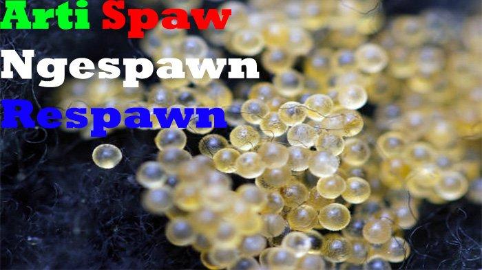 JANGAN TERJEBAK! Simak Penjelasan Arti Spawn, Ngespawn atau Respawn ...