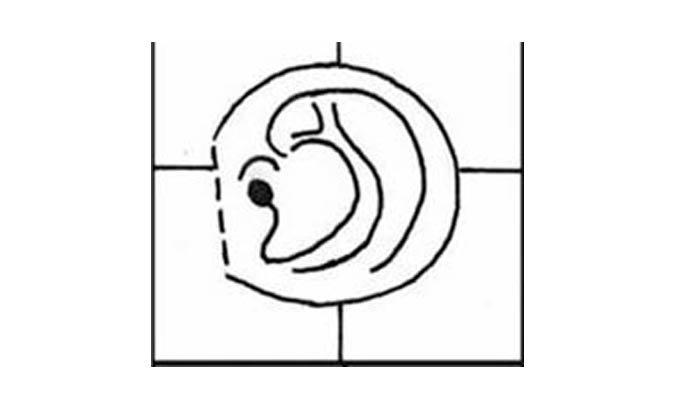 Ini Deskripsi Kepribadian Anda dari Bentuk Telinga dalam Ilmu Fisognomi ...