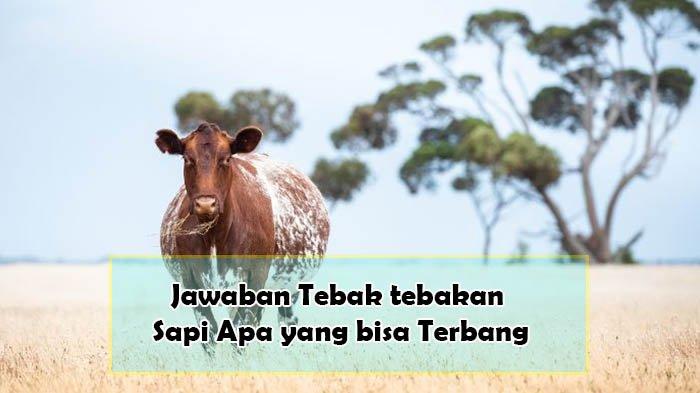Jawaban Sapi Apa yang Bisa Terbang , Kumpulan Tebak tebakan Seputar ...