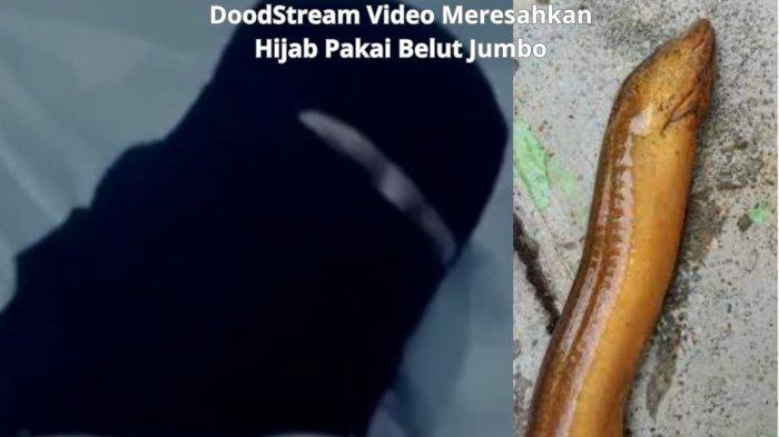 DoodStream Viral Hijab Pakai Belut Jumbo, Meresahkan Warganet di ...