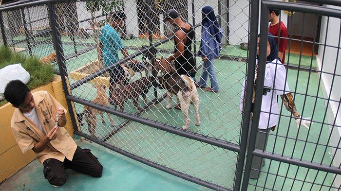 Selama 2023 Terjadi 755 Kasus GHPR di Siak, 6 Positif Rabies ...