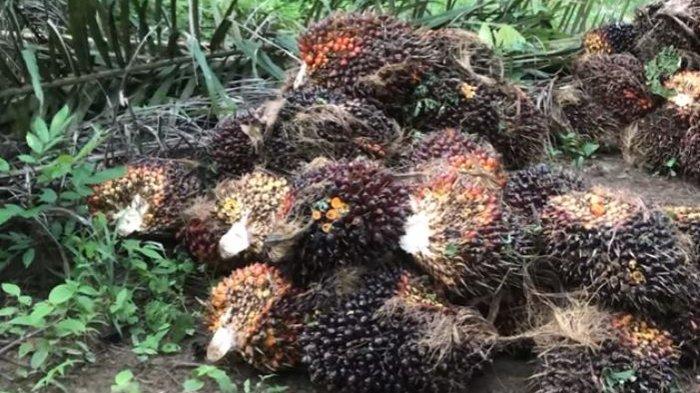 Rincian Harga TBS Mitra Plasma Riau Periode 12-18 Juni 2024, Umur 3 ...