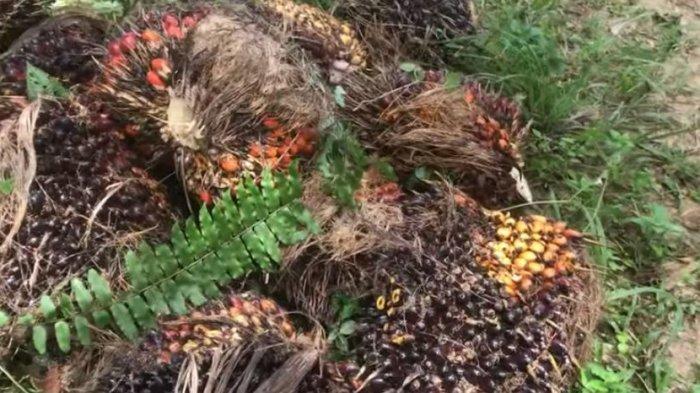 Rincian Harga TBS Sawit Mitra Plasma di Riau Periode 3-9 Juli 2024 ...