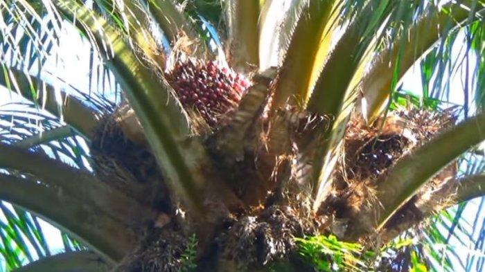 Daftar Harga TBS Sawit di Riau Periode 2-8 Oktober 2024 Naik - Tribunpekanbaru.com