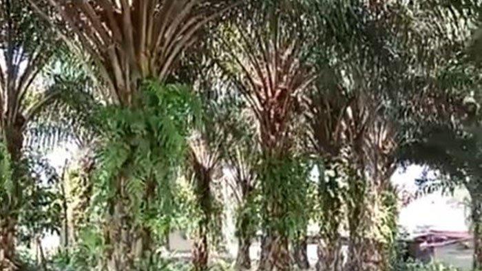 Daftar Harga TBS Sawit Mitra Swadaya di Riau Periode 7-13 Agustus 2024 ...