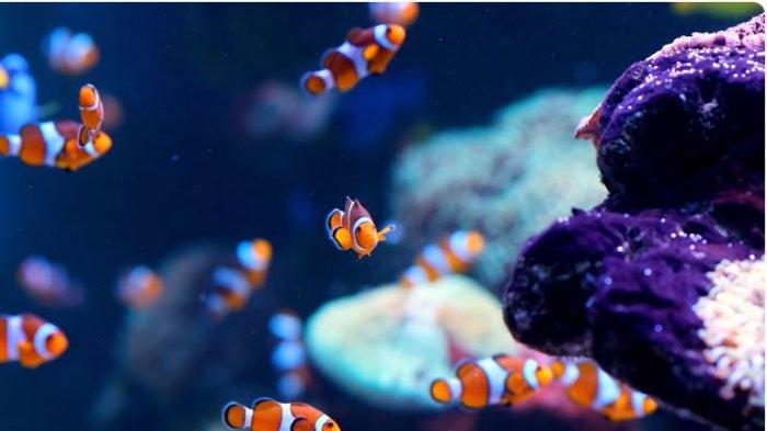 UPDATE Jawaban TTS Terbaru: Ikan yang Menghubungkan Jarak dari Jauh ...
