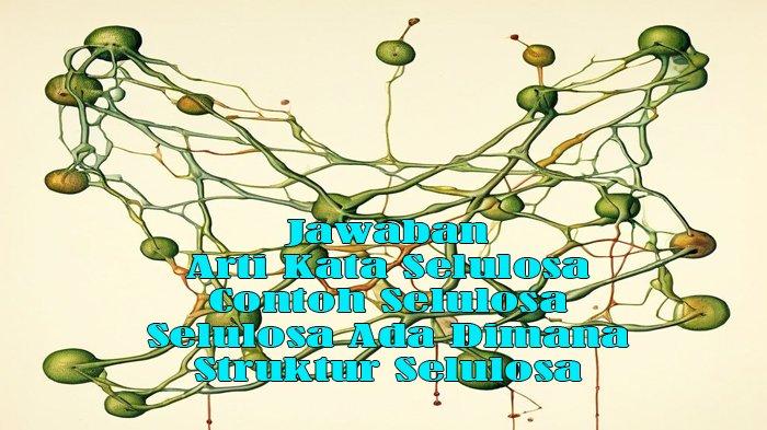 Jawaban Arti Kata Selulosa dan Contoh Selulosa serta Selulosa Ada ...
