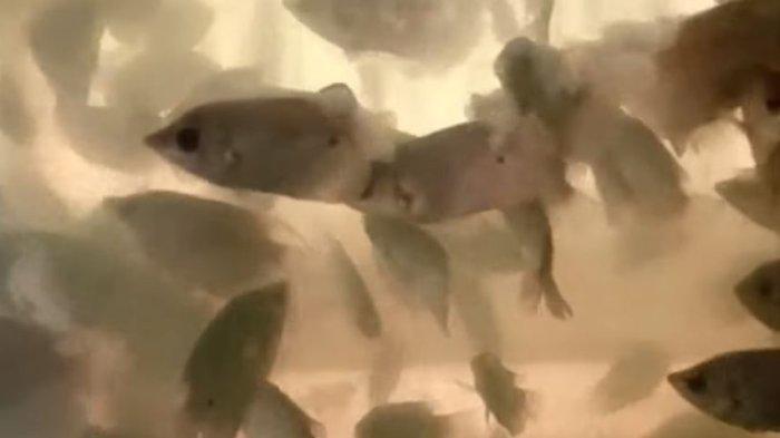 Jawaban TTS Hewan Paling Kesepian Apa? Ternyata Sejenis Ikan ...